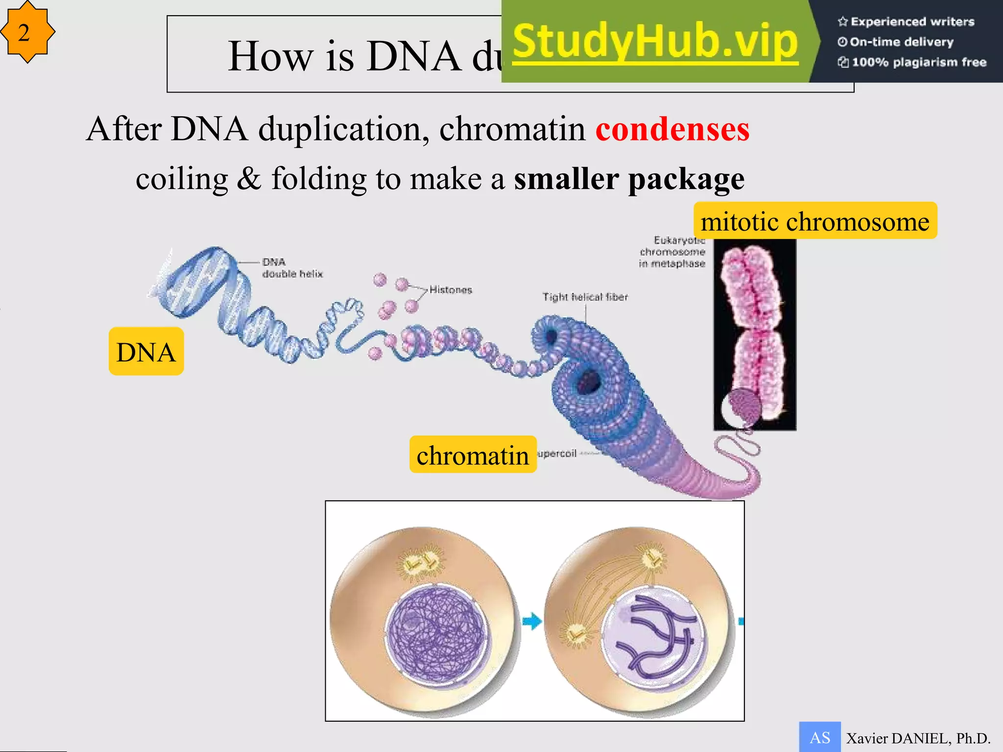 AS CIE Cell And Nuclear Division (Mitosis And Meiosis) | PPT