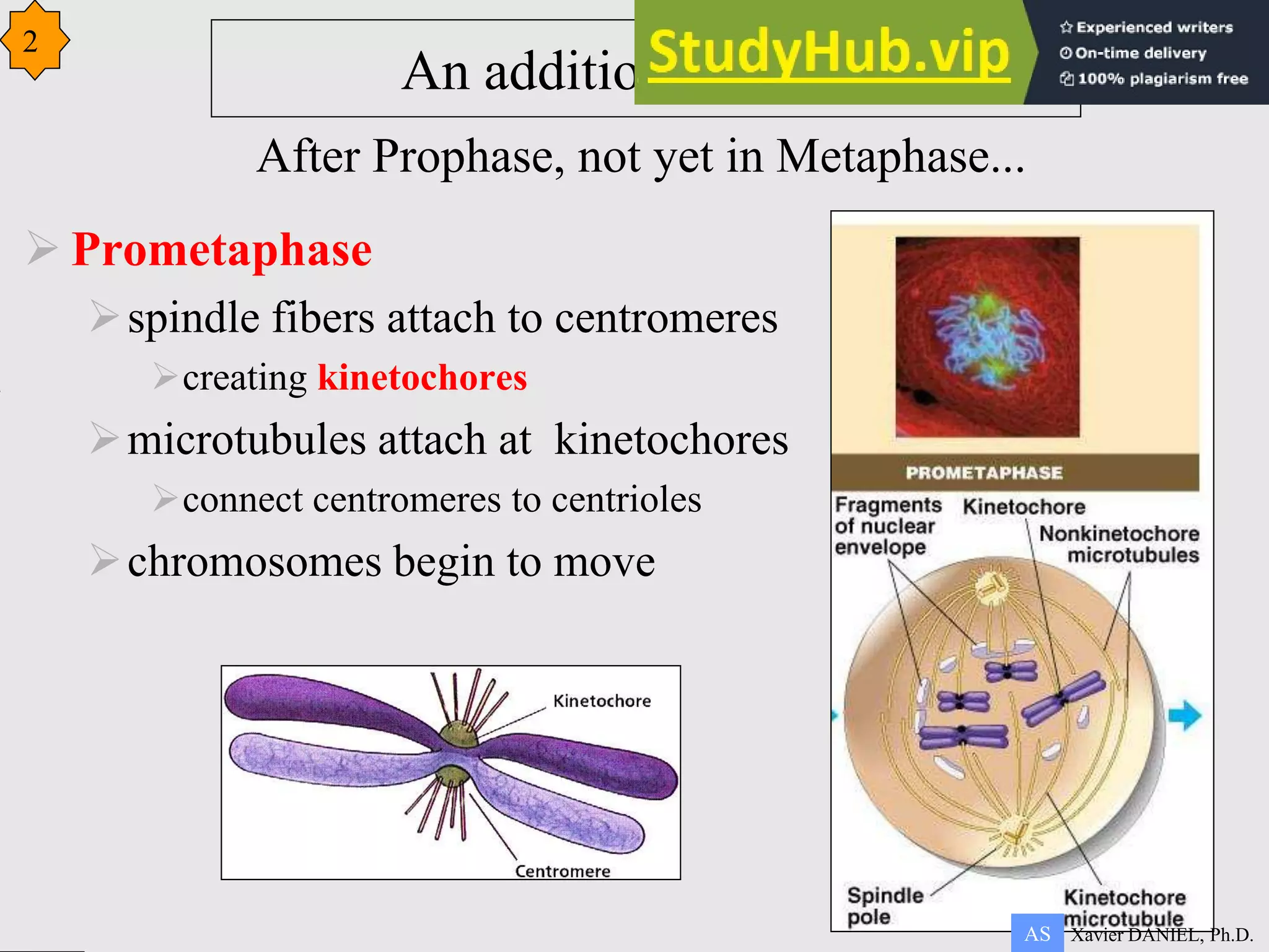 AS CIE Cell And Nuclear Division (Mitosis And Meiosis) | PPT