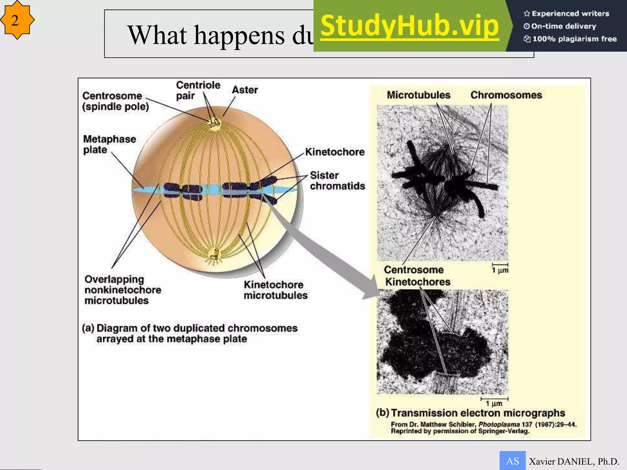 AS CIE Cell And Nuclear Division (Mitosis And Meiosis) | PPT