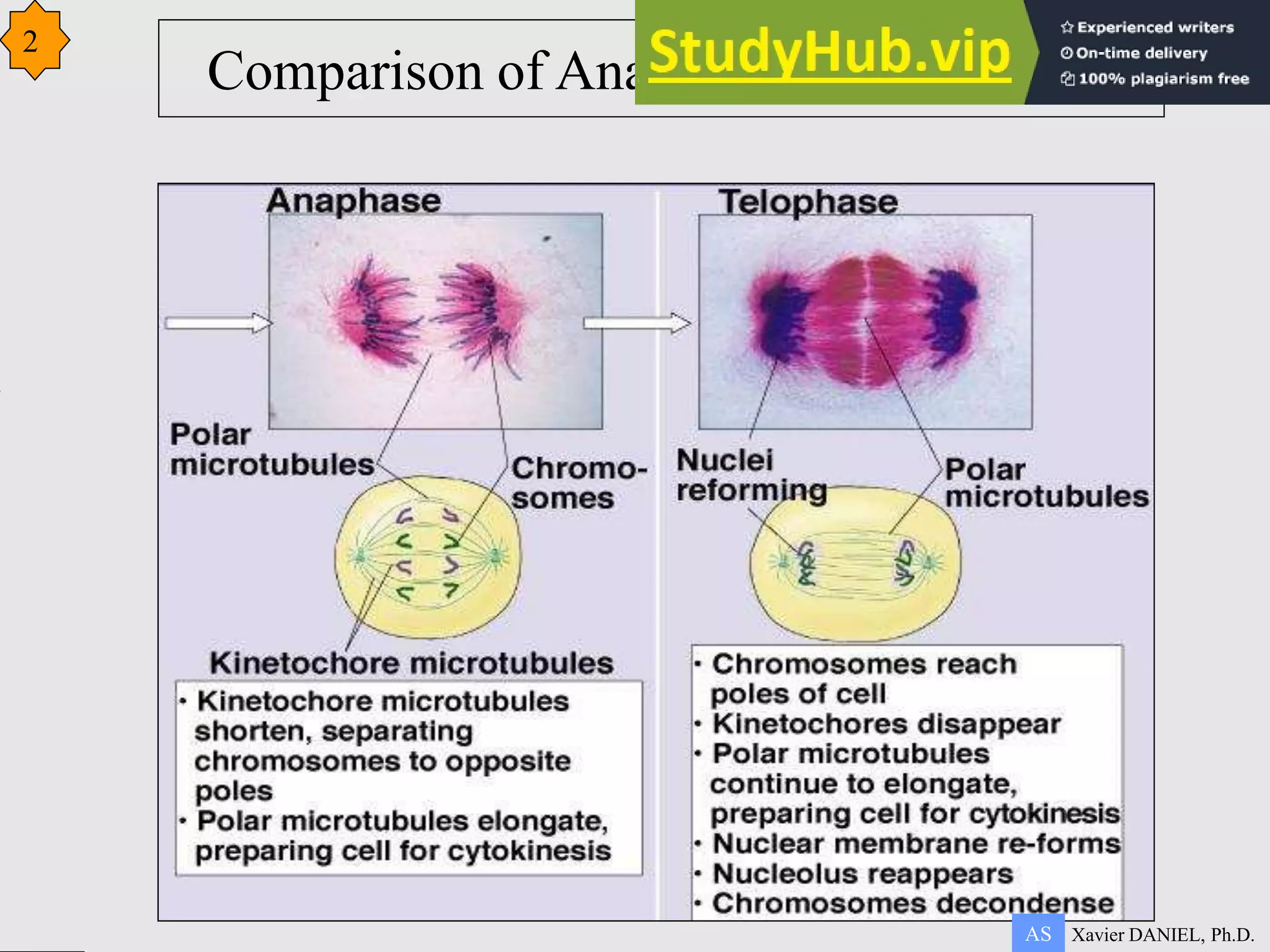AS CIE Cell And Nuclear Division (Mitosis And Meiosis) | PPT
