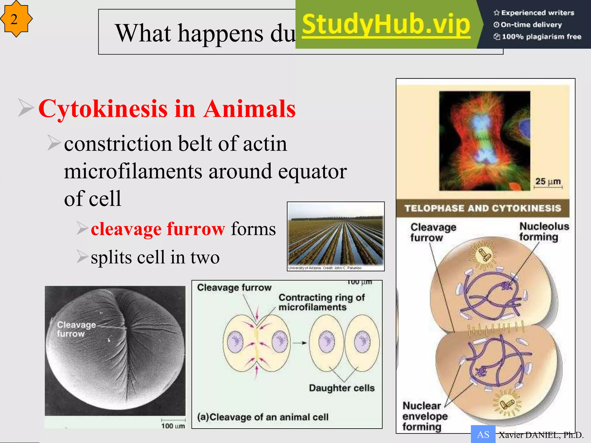 AS CIE Cell And Nuclear Division (Mitosis And Meiosis) | PPT