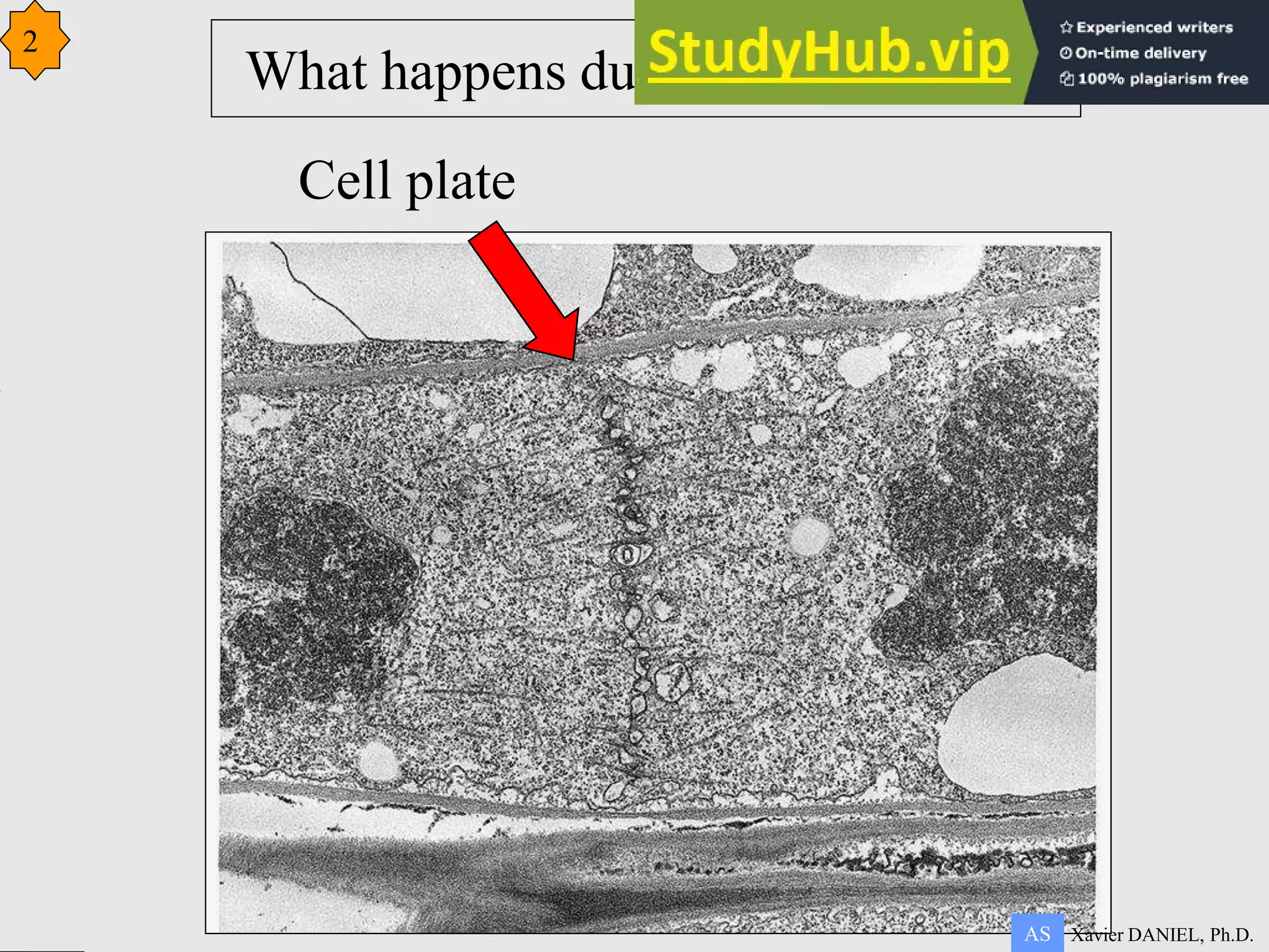 AS CIE Cell And Nuclear Division (Mitosis And Meiosis) | PPT