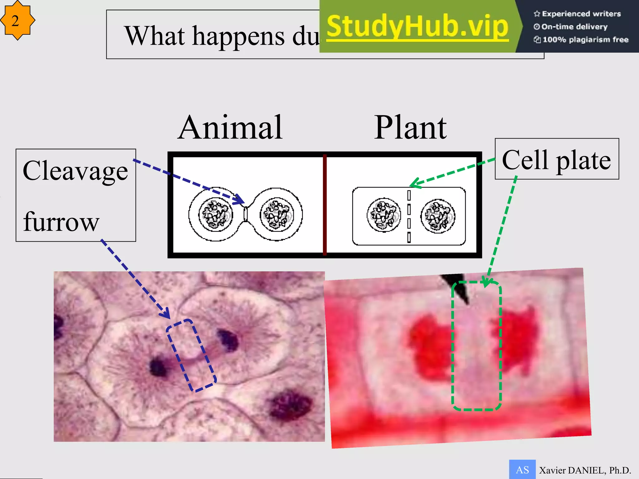 AS CIE Cell And Nuclear Division (Mitosis And Meiosis) | PPT