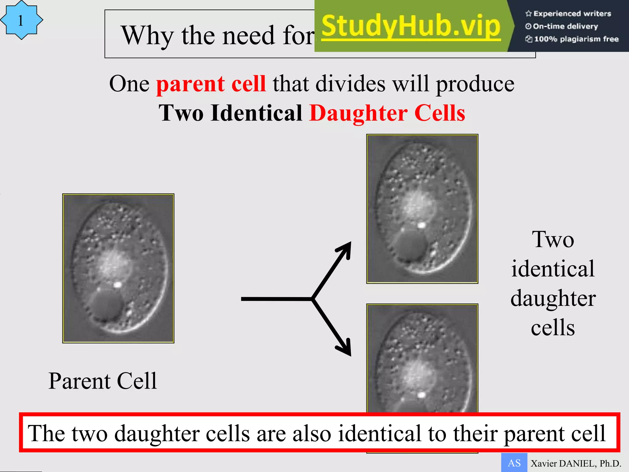 AS CIE Cell And Nuclear Division (Mitosis And Meiosis) | PPT
