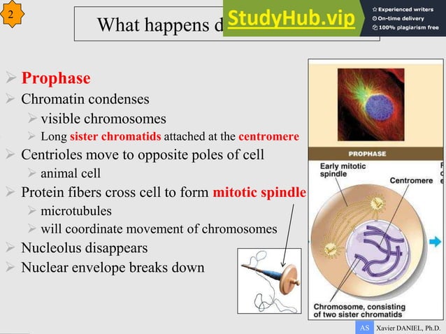 AS CIE Cell And Nuclear Division (Mitosis And Meiosis) | PPT
