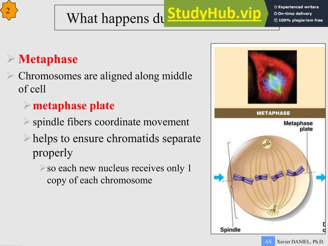 AS CIE Cell And Nuclear Division (Mitosis And Meiosis) | PPT