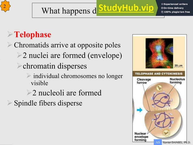 AS CIE Cell And Nuclear Division (Mitosis And Meiosis) | PPT