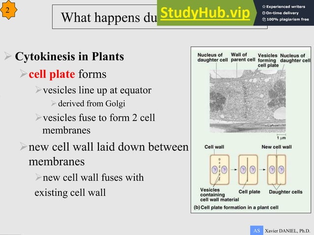 AS CIE Cell And Nuclear Division (Mitosis And Meiosis) | PPT
