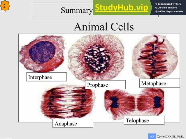 AS CIE Cell And Nuclear Division (Mitosis And Meiosis) | PPT