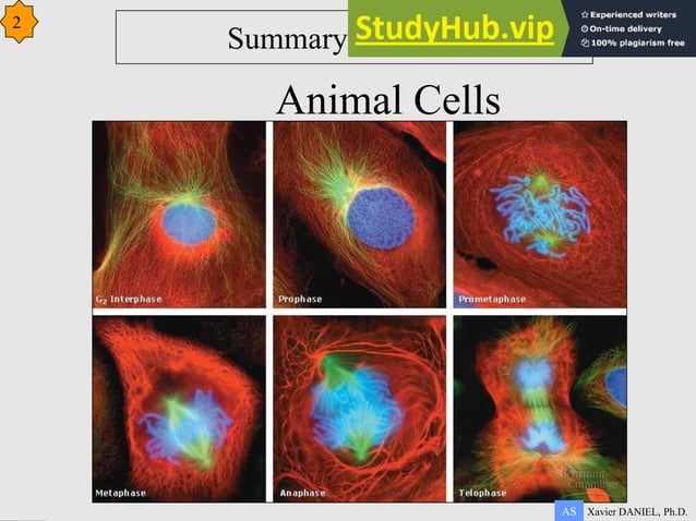 AS CIE Cell And Nuclear Division (Mitosis And Meiosis) | PPT