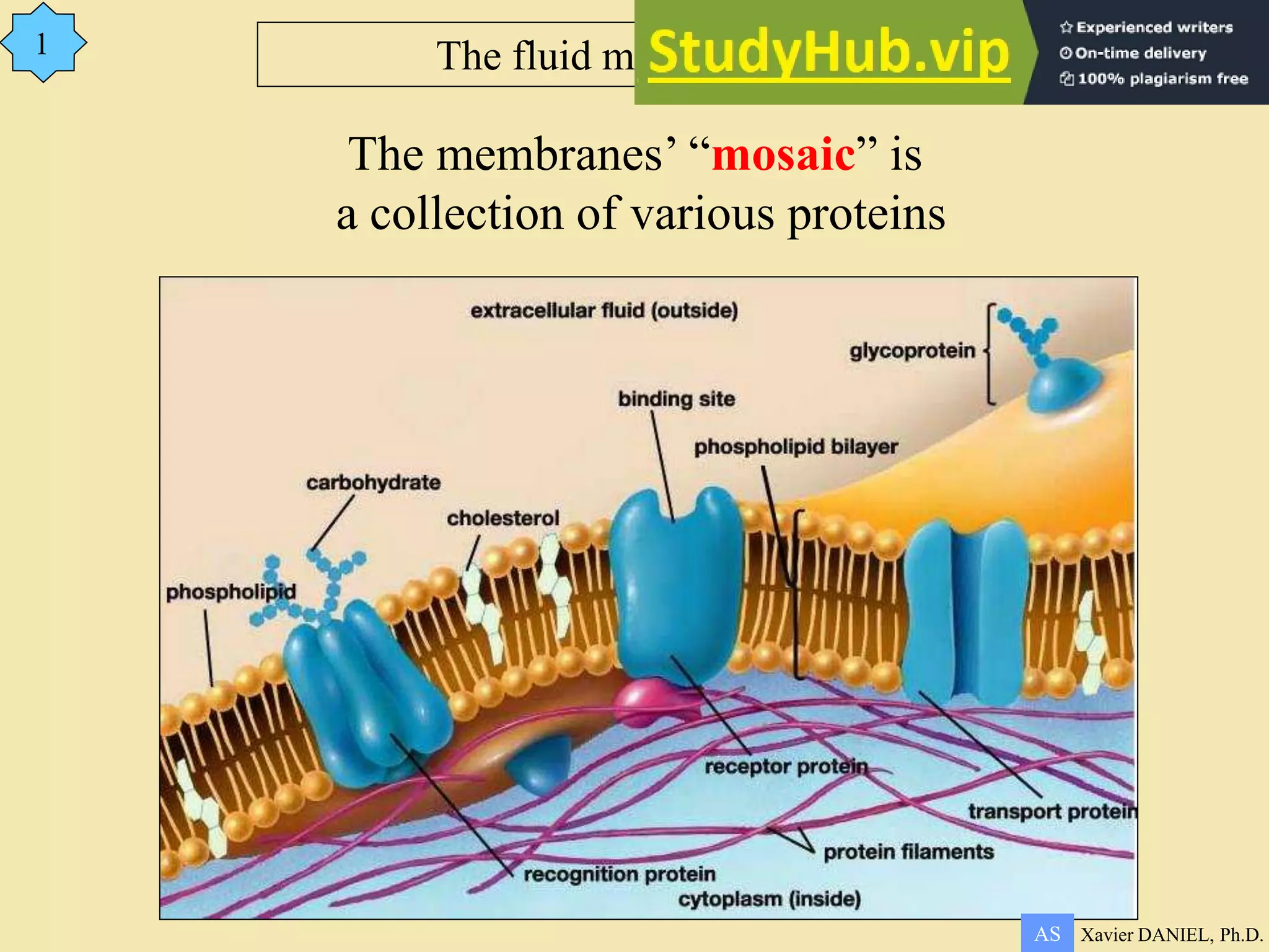 AS CIE Cell Membranes | PDF