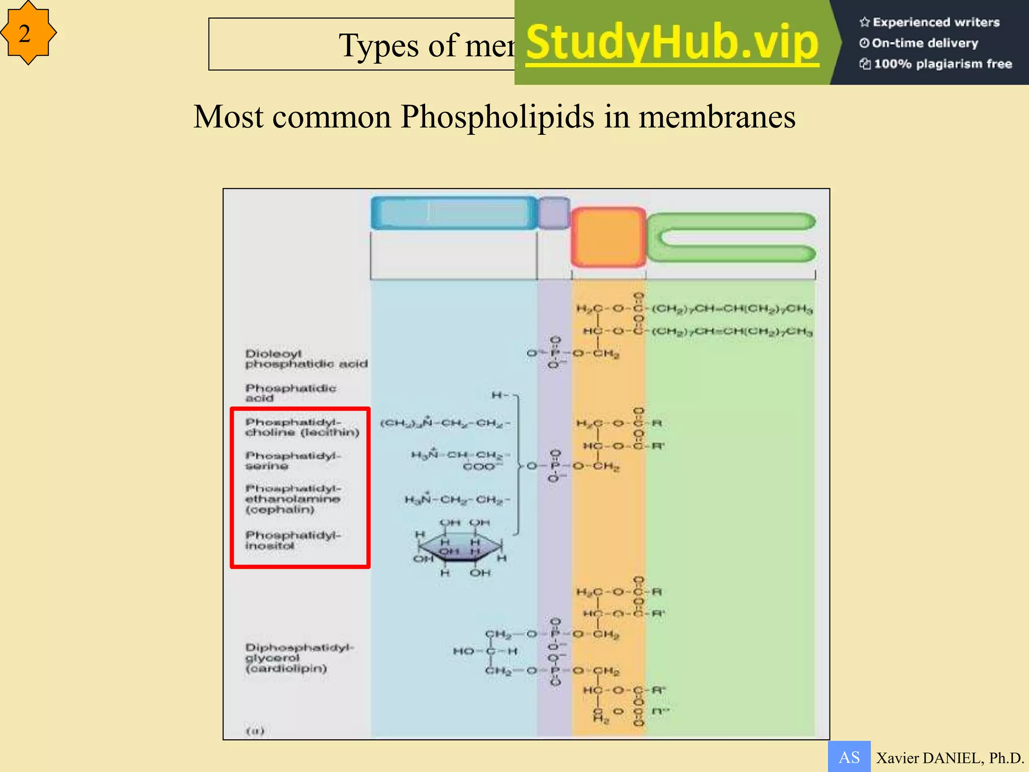 AS CIE Cell Membranes | PDF