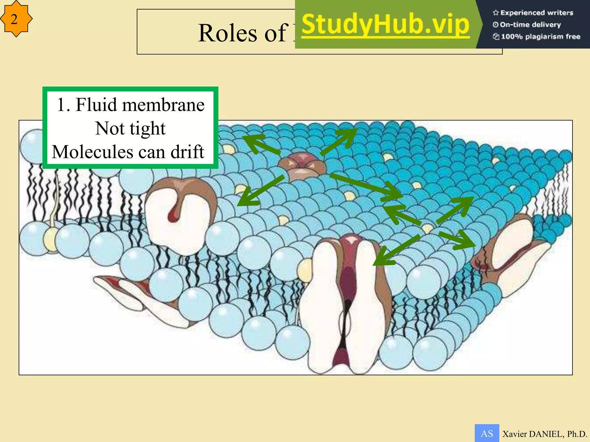 AS CIE Cell Membranes | PDF