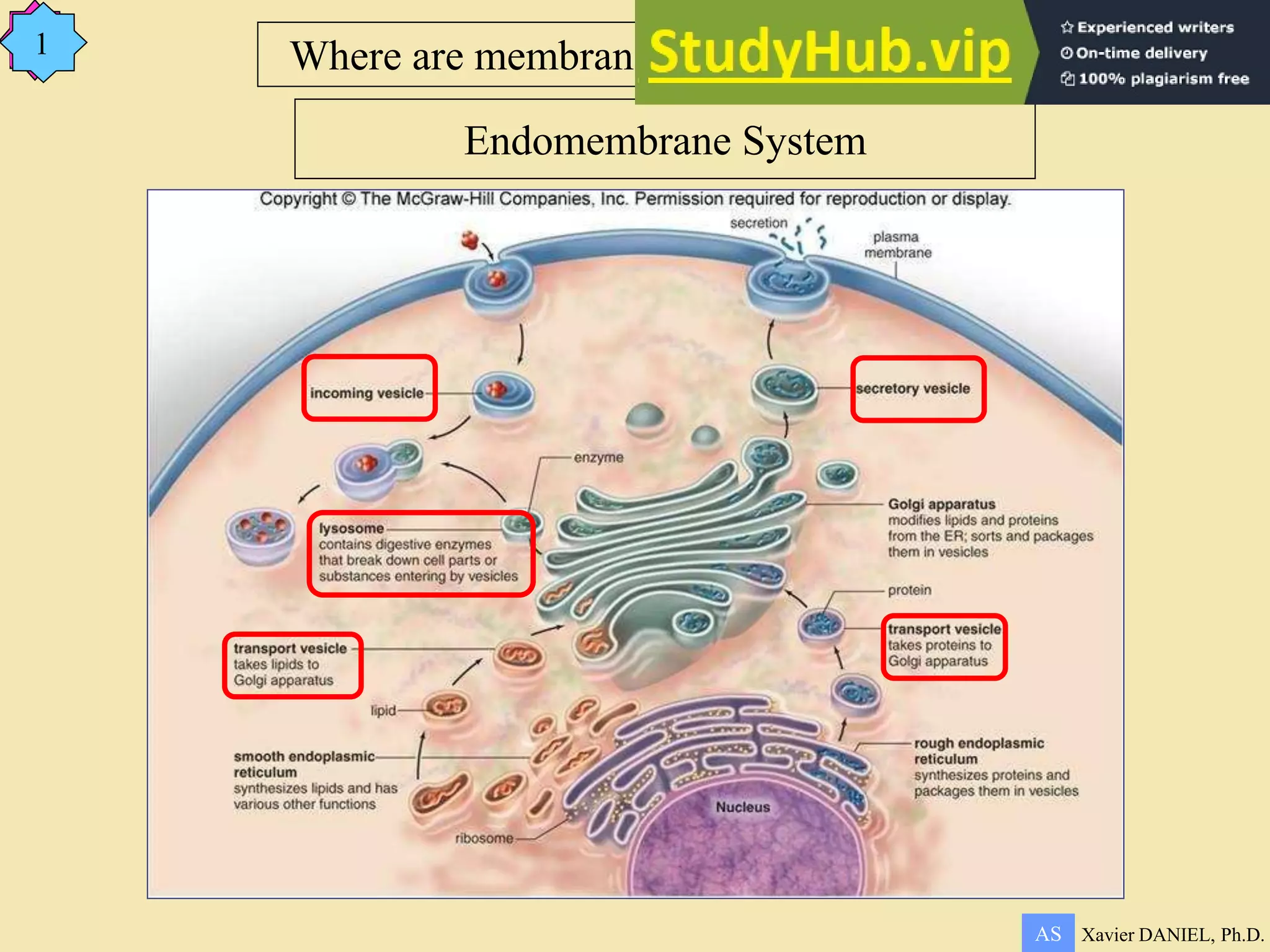 AS CIE Cell Membranes | PDF