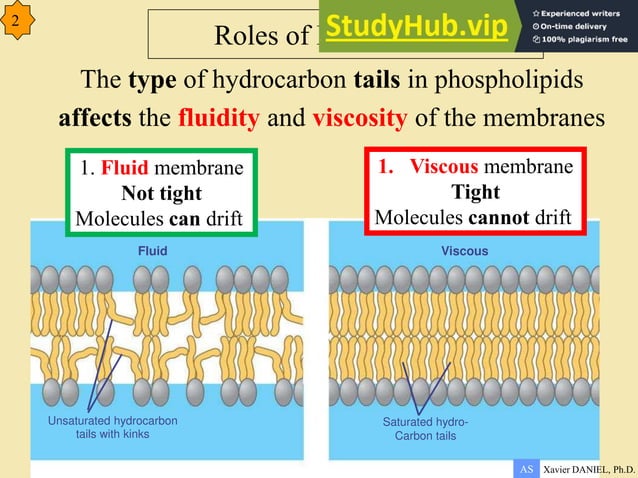 AS CIE Cell Membranes | PDF