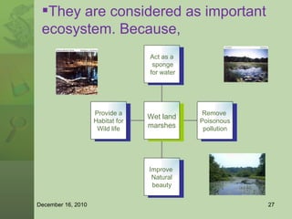 A scientific investigation in the environment | PPT