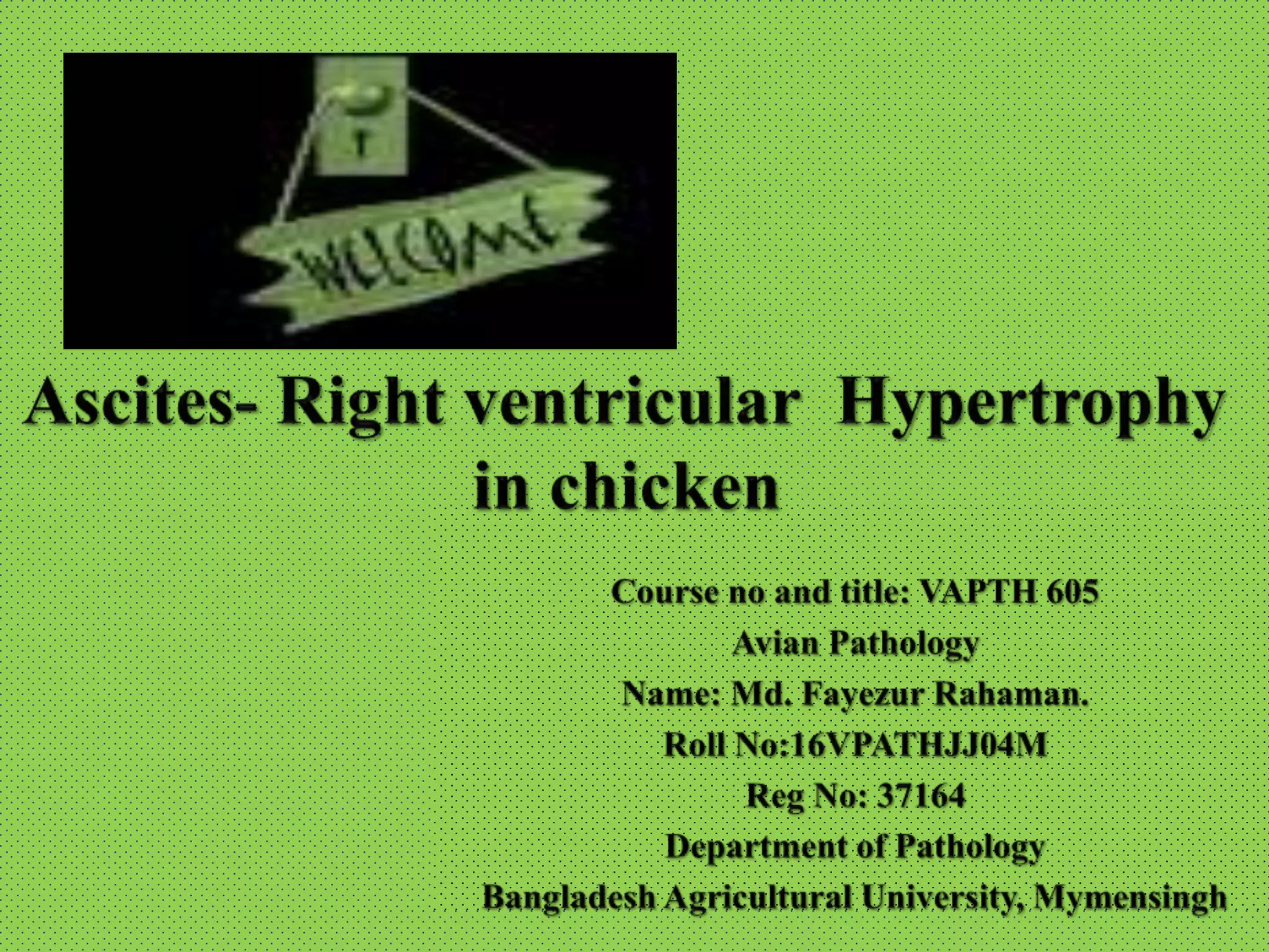 Ascites- Right ventricular hypertrophy syndrome in chicken. | PPTX
