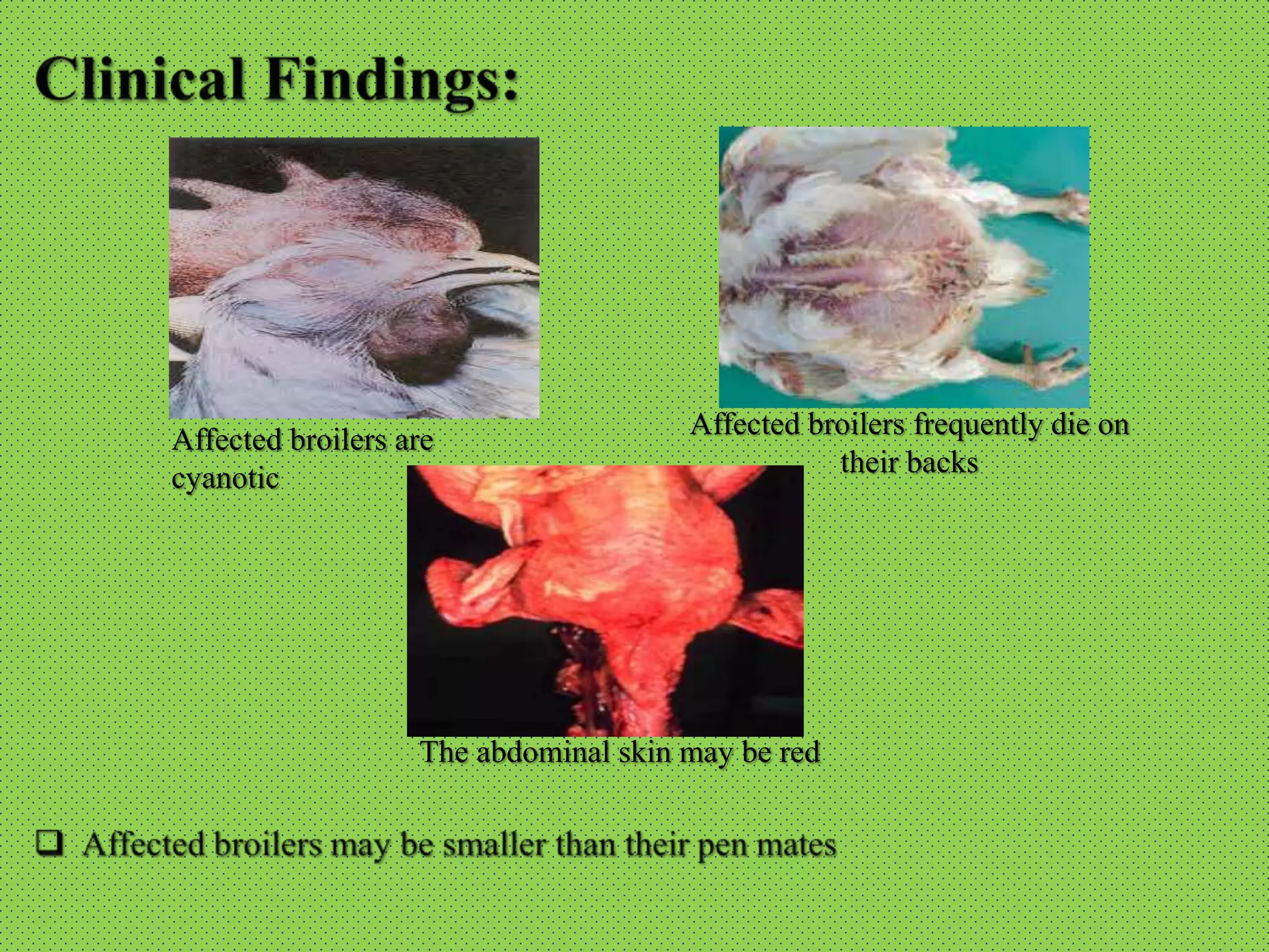 Ascites- Right ventricular hypertrophy syndrome in chicken. | PPTX