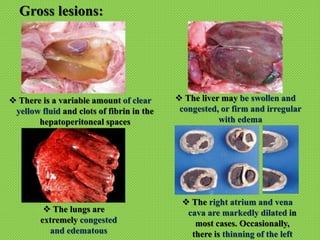 Ascites- Right ventricular hypertrophy syndrome in chicken. | PPTX