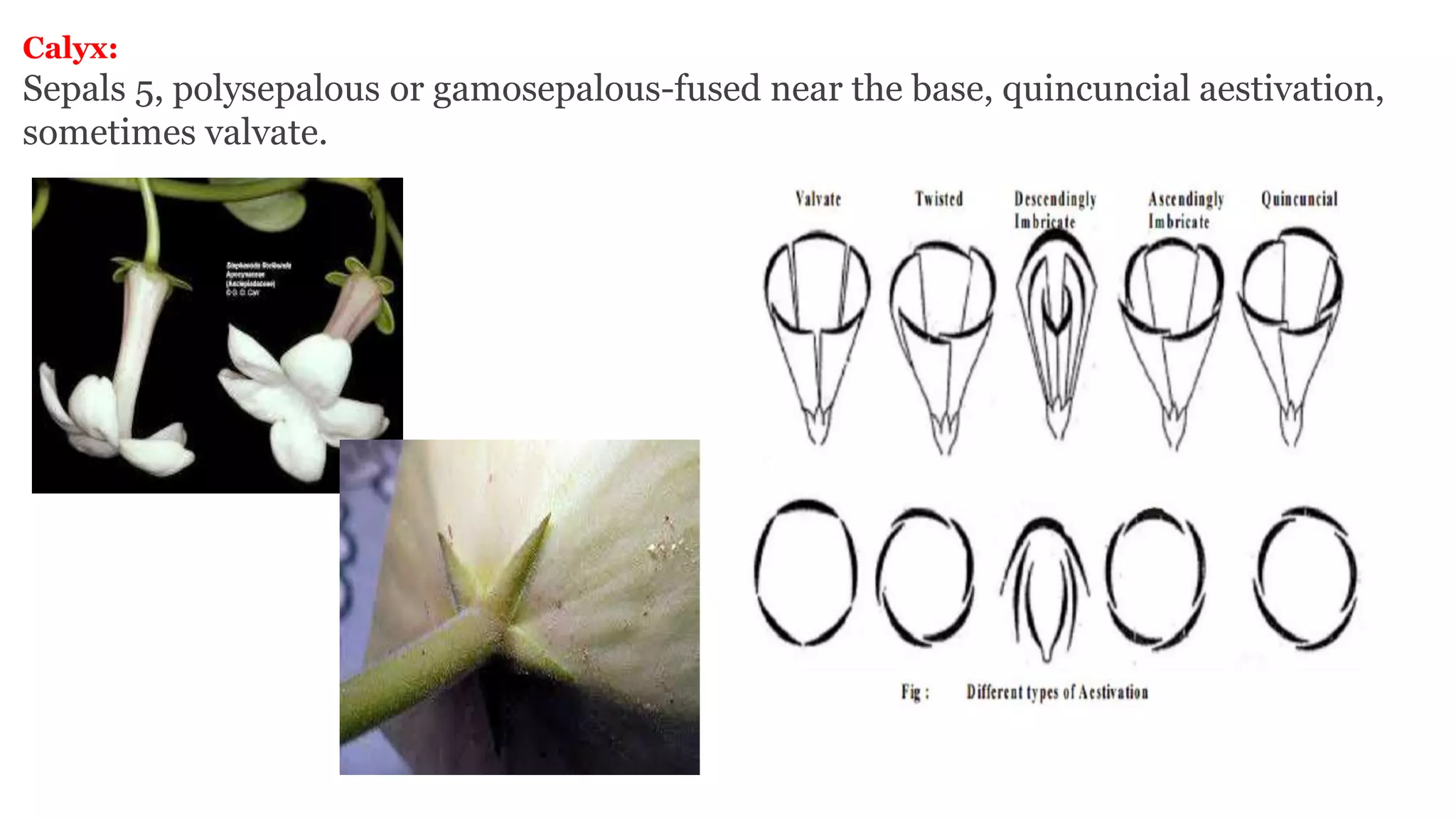 Asclepiadaceae family | PPTX