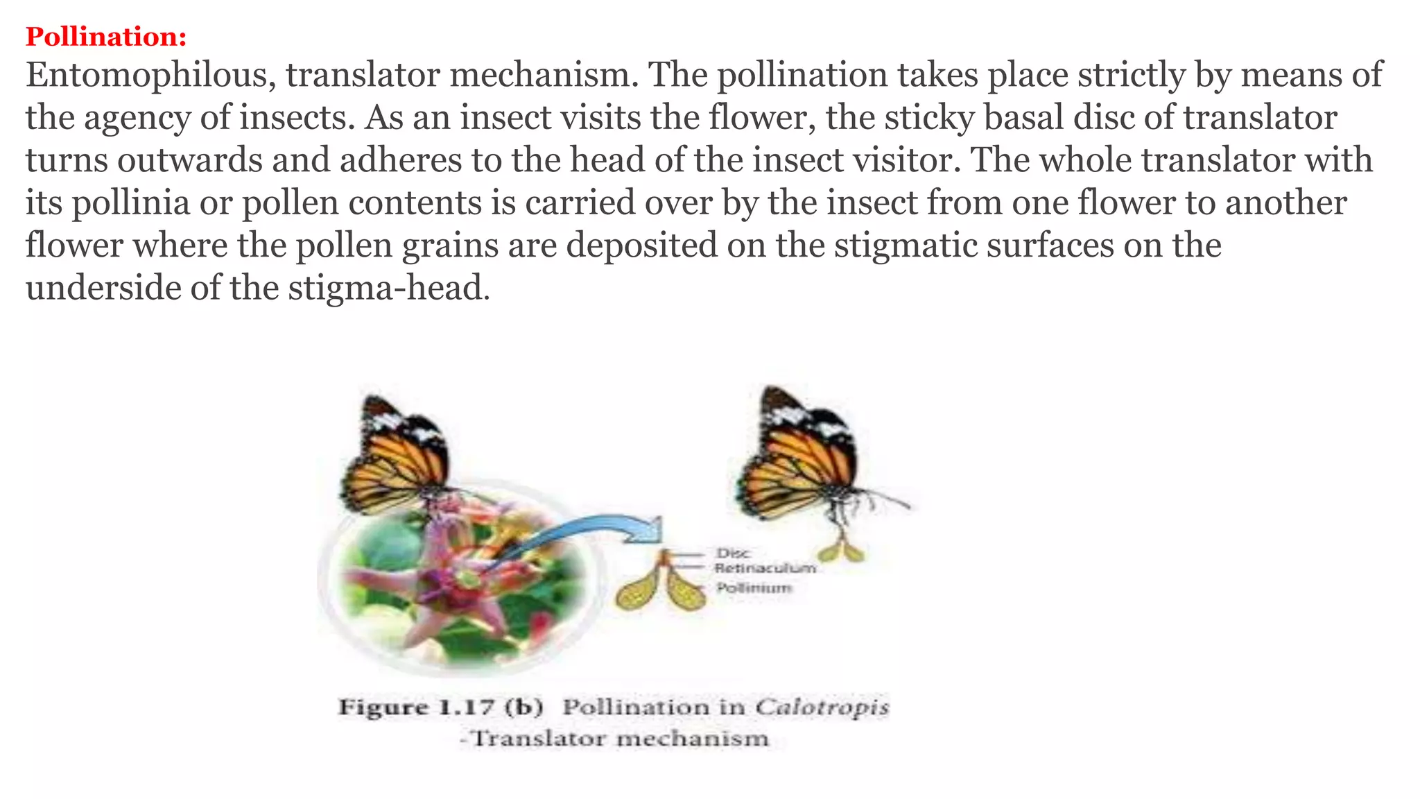 Asclepiadaceae family | PPTX