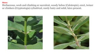 Asclepiadaceae family | PPTX