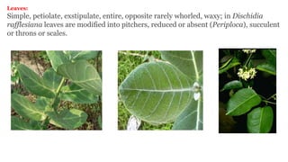 Asclepiadaceae family | PPTX