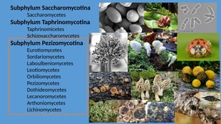 Ascomycota: Teliomorfos y tipos de reproduccion | PPTX