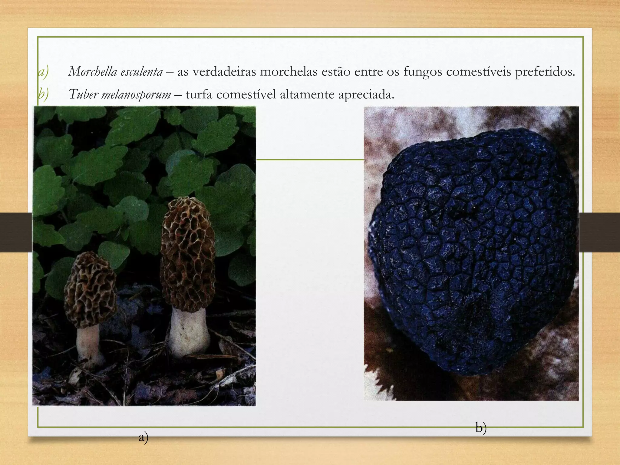 Ascomicetos e Basidiomicetos - Filos Basidiomycota e Ascomycota - Reino ...