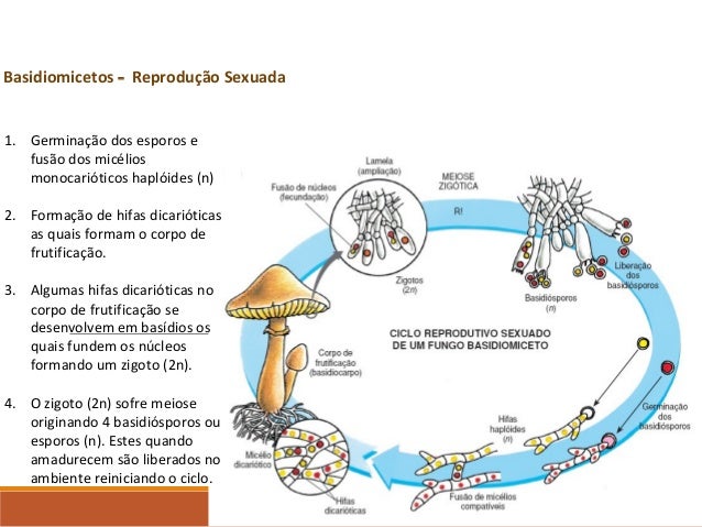 Ascomicetos e Basidiomicetos - Filos Basidiomycota e Ascomycota