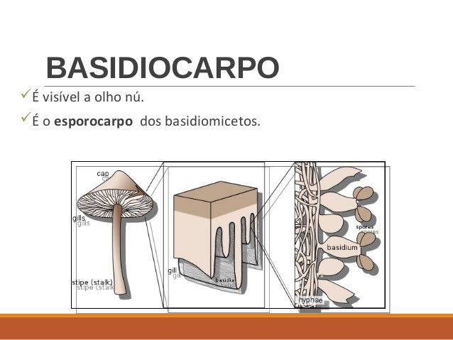 Ascomicetos e Basidiomicetos - Filos Basidiomycota e Ascomycota