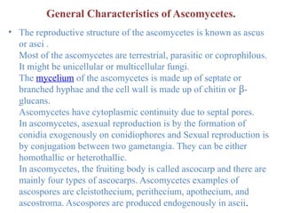 Ascomycetes ppt for bsc 3rd year st.pptx