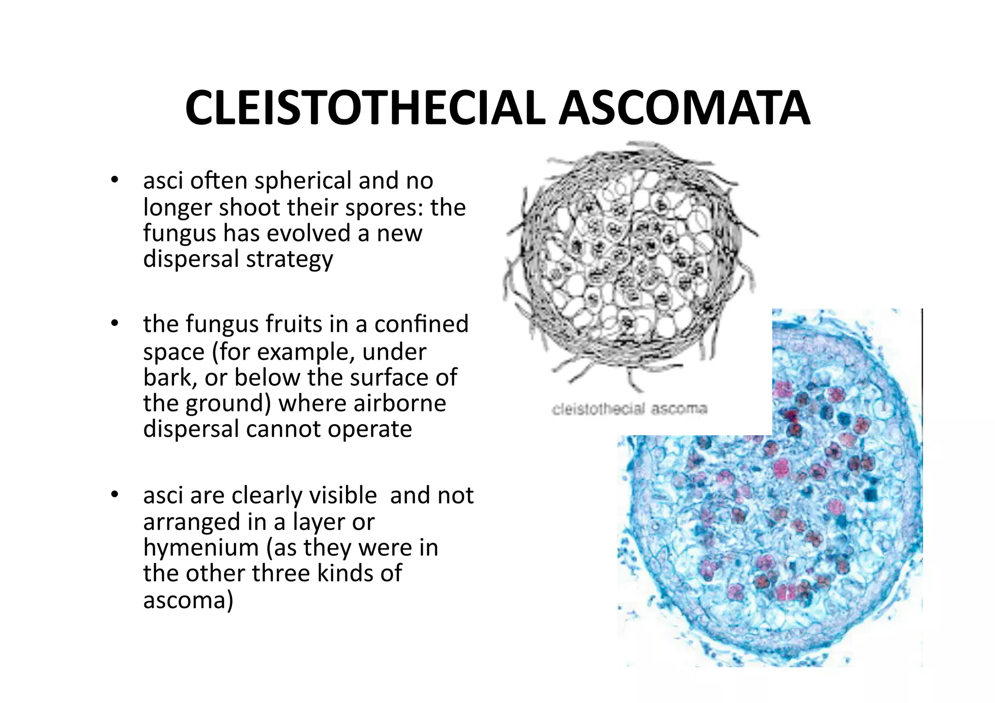 Ascomycota | PDF