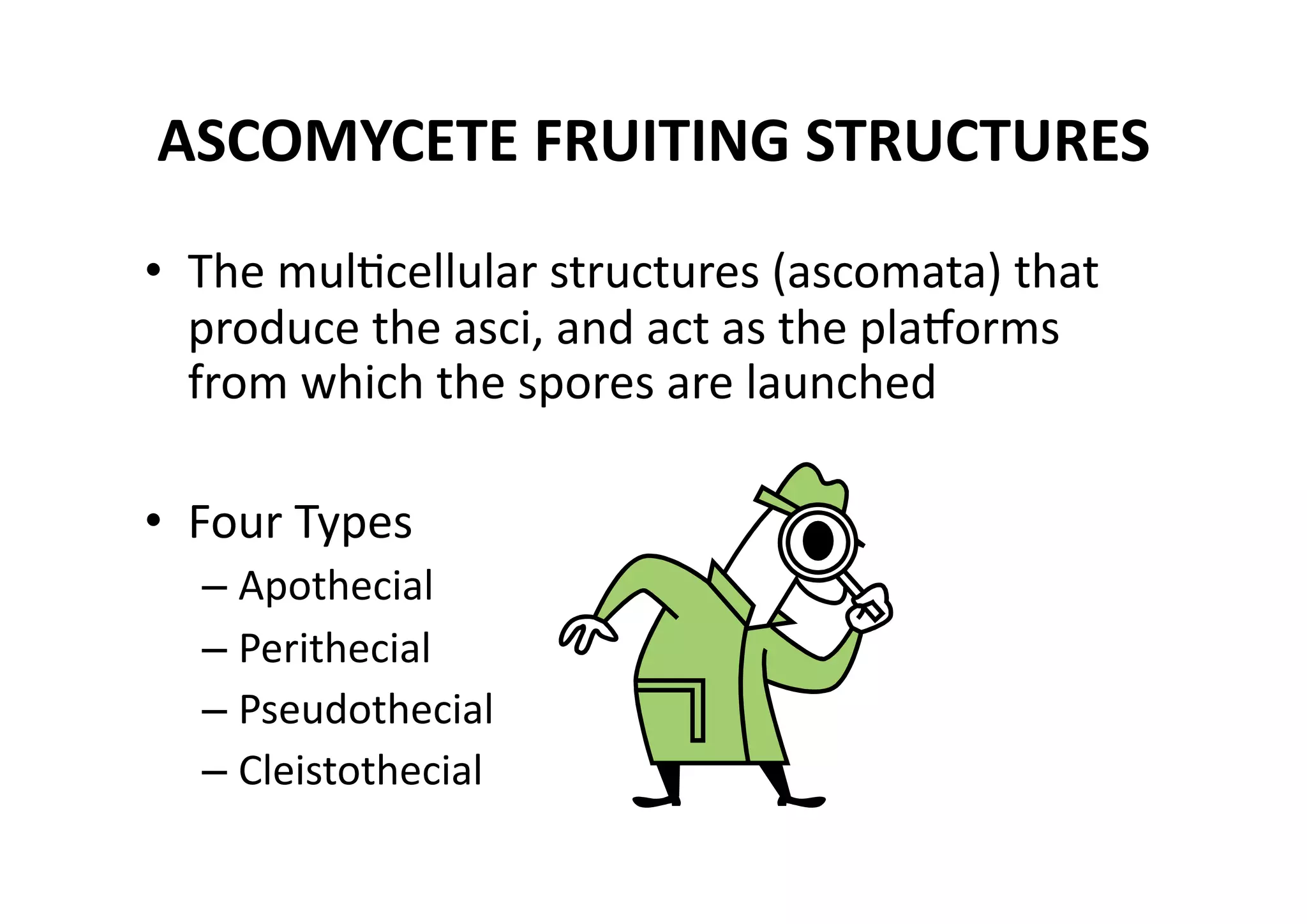 Ascomycota | PDF