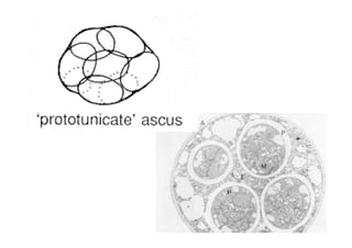 Ascomycota | PDF