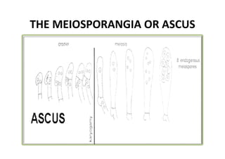 Ascomycota | PDF