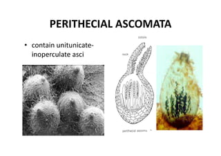 Ascomycota | PDF