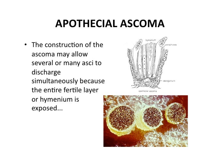 Ascomycota