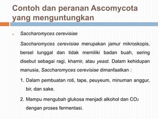 Ascomycota | PPTX