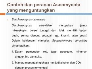 Klasifikasi jamur Ascomycota | PPTX