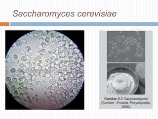 Klasifikasi jamur Ascomycota | PPTX