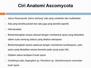 Klasifikasi jamur Ascomycota | PPTX