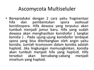 Jamur Ascomycota | PPTX
