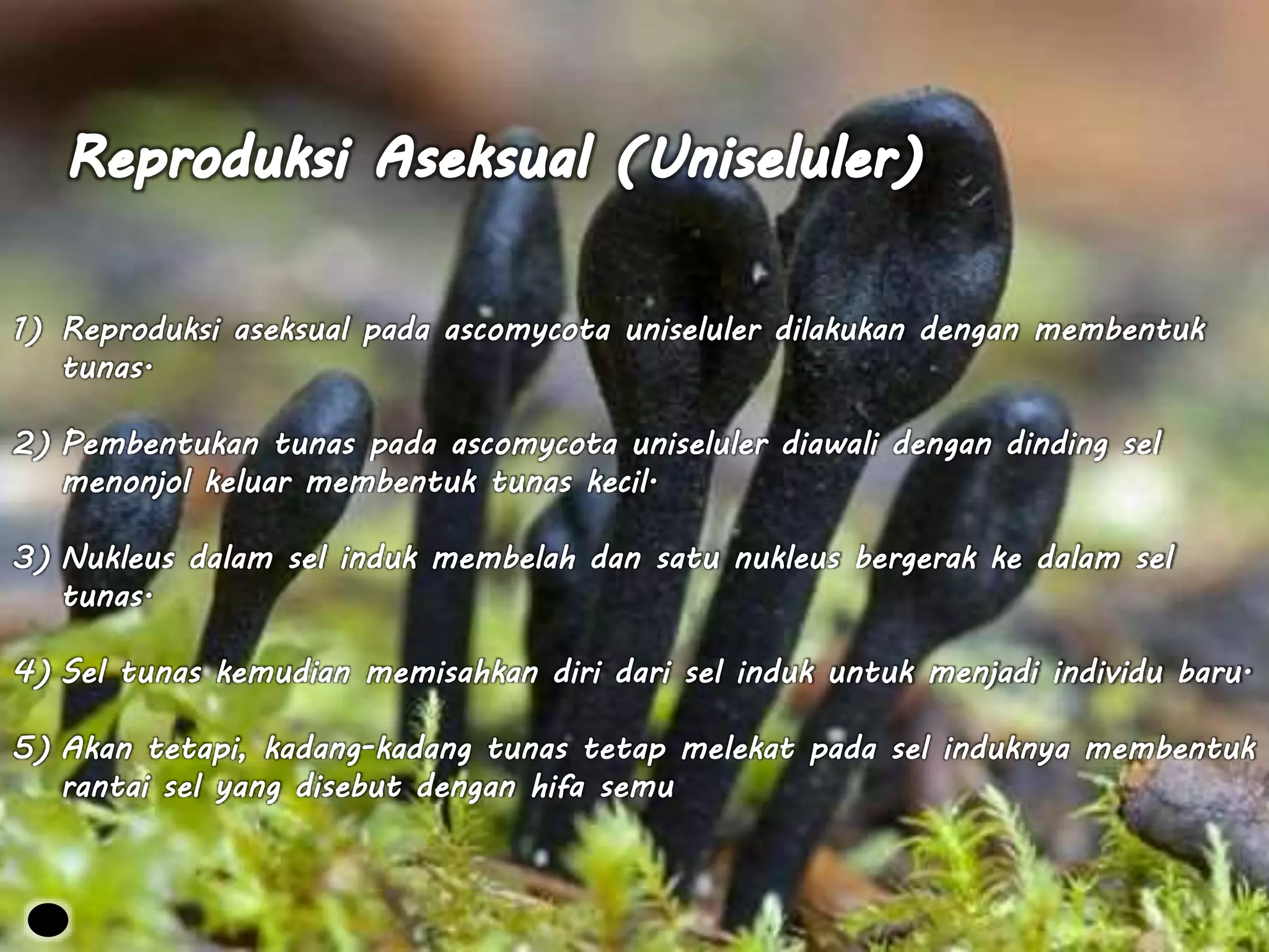 Ascomycota | PPTX
