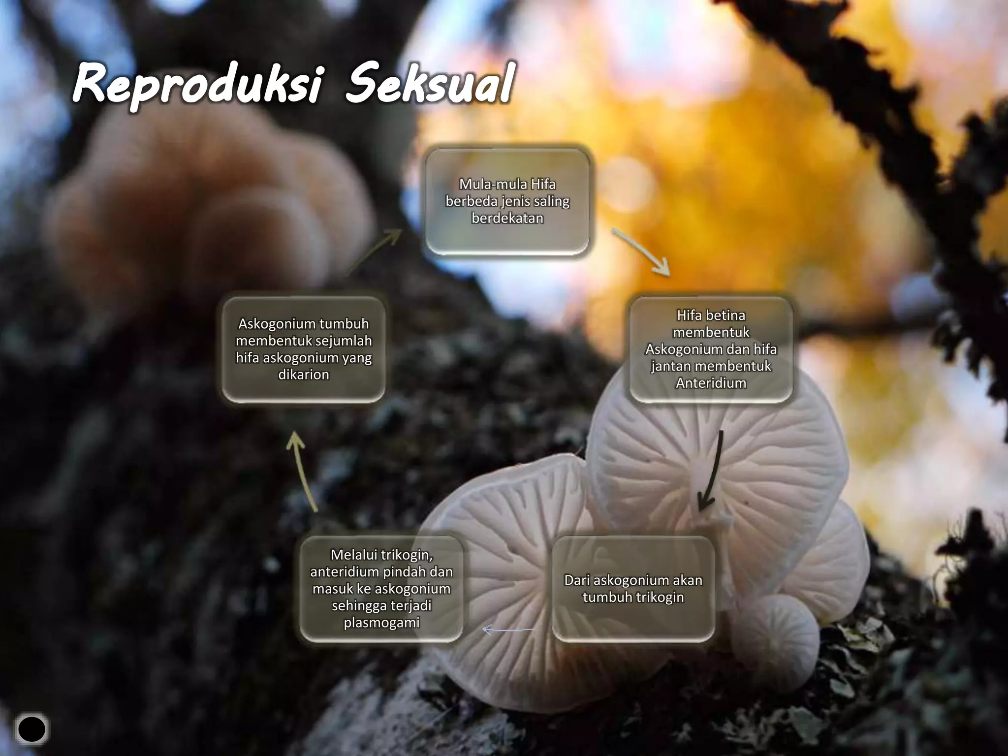 Ascomycota | PPT
