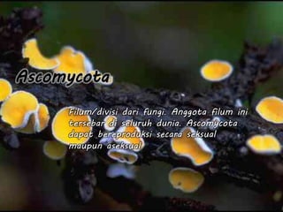 Ascomycota | PPTX