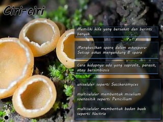 Ascomycota | PPTX