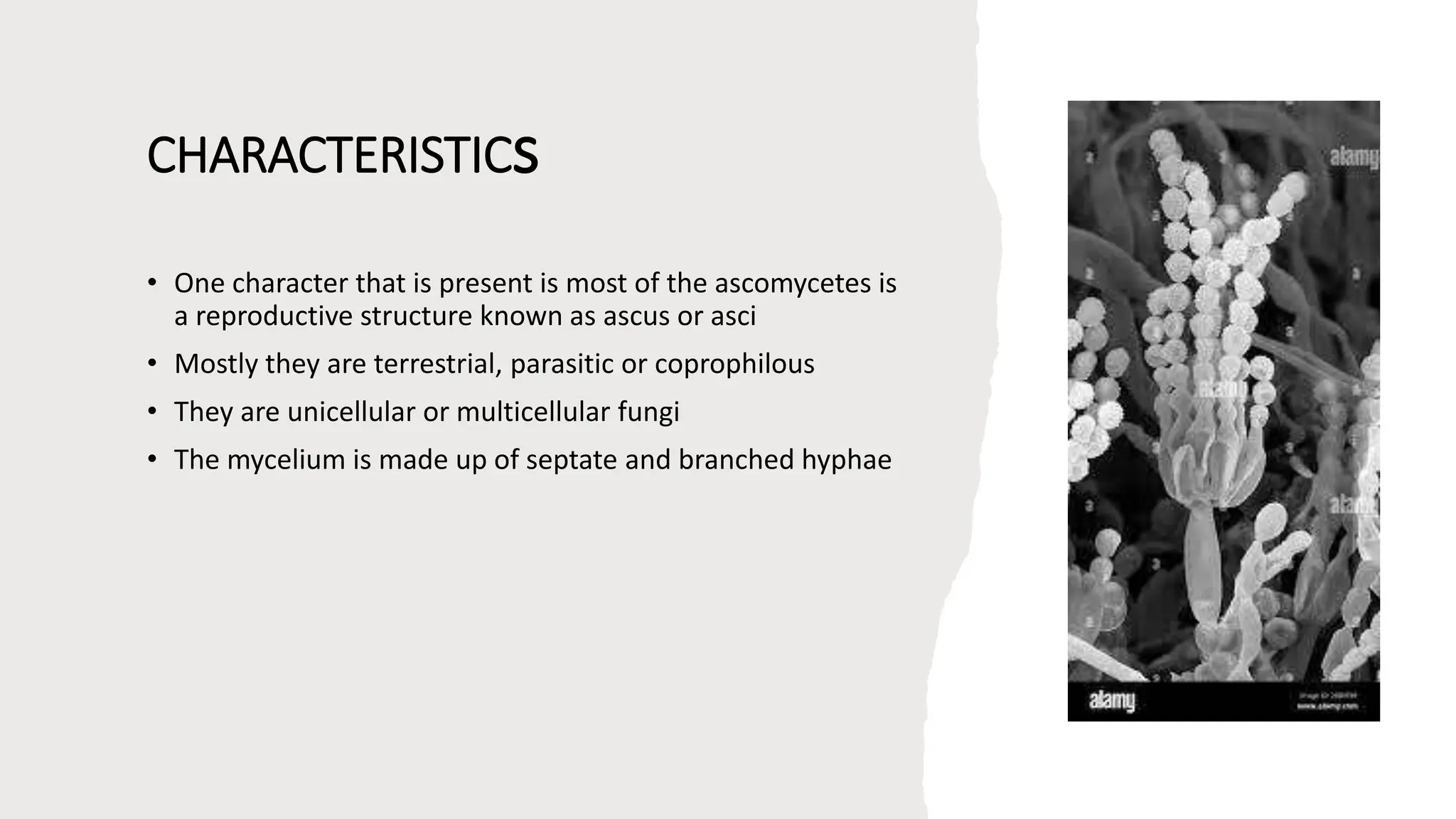 ASCOMYCOTA.pptx microbiology..,,,,,,,,,,,,,,, | PPTX