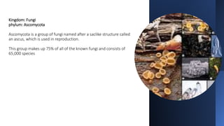 ASCOMYCOTA.pptx microbiology..,,,,,,,,,,,,,,, | PPTX