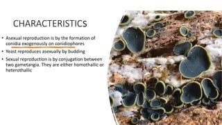 ASCOMYCOTA.pptx microbiology..,,,,,,,,,,,,,,, | PPTX
